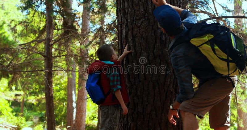Father and Son Touching Tree Trunk in the Park Stock Video - Video of ...