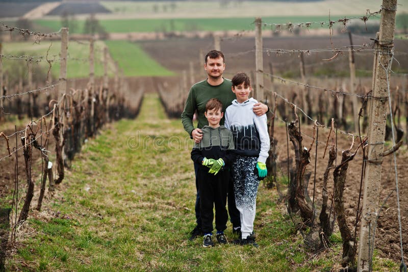 Father with Two Sons Working on Vineyard Stock Photo - Image of ...