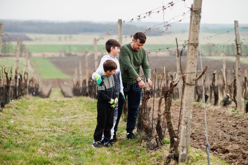 Father with Two Sons Working on Vineyard Stock Photo - Image of ...