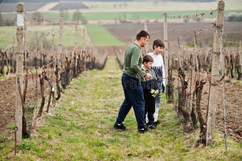 Father with Two Sons Working on Vineyard Stock Photo - Image of ...
