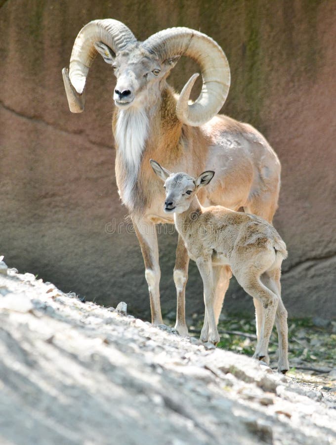 Father uriel and son stock image. Image of male, calf - 33754805