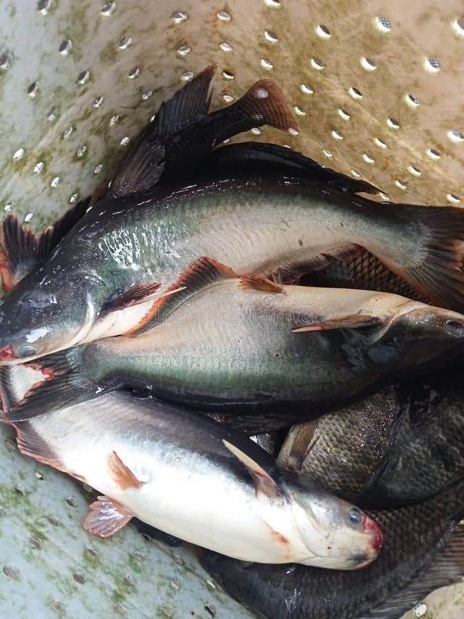 Fathins Stock Photos - Free & Royalty-Free Stock Photos from Dreamstime