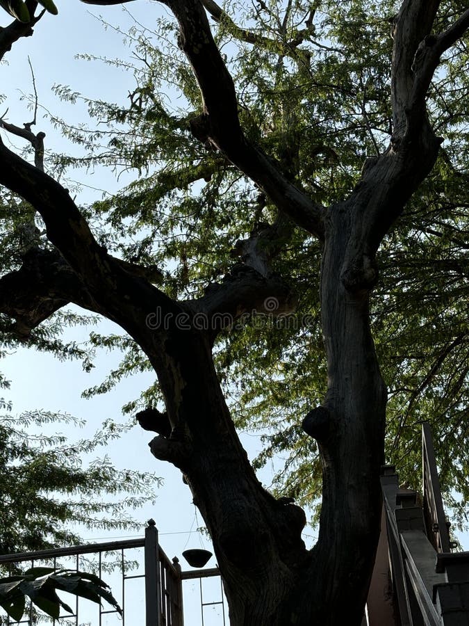 Fatty Branches Tree, Unique Tree, Scenic Tree Photography" Stock Image ...