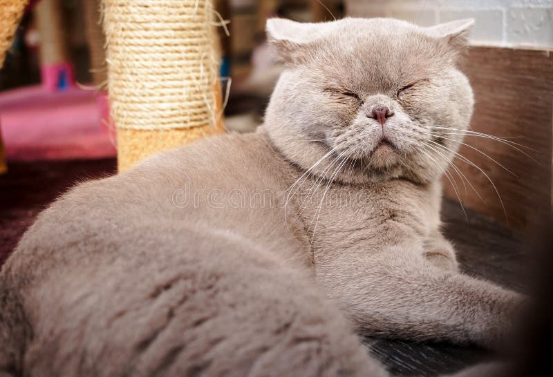 Fatty grey cat is sleeping stock photo. Image of sleep - 97130324