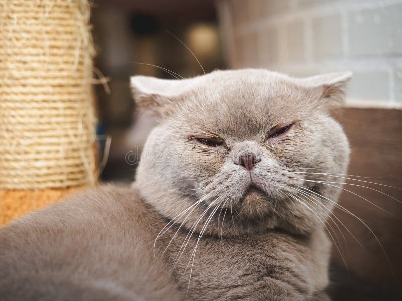 Fatty grey cat is sleeping stock image. Image of lazy - 97131607