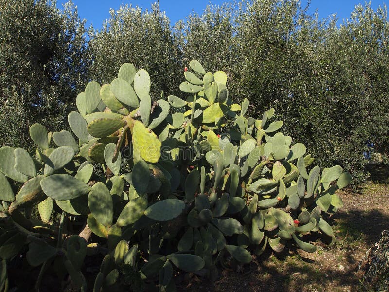 Fatty plant, fig tree stock image. Image of fatty, tree - 95670225