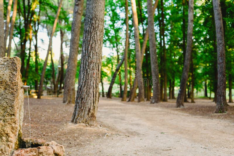 Faucet in Natural Water Fountain in the Forest Stock Photo - Image of ...