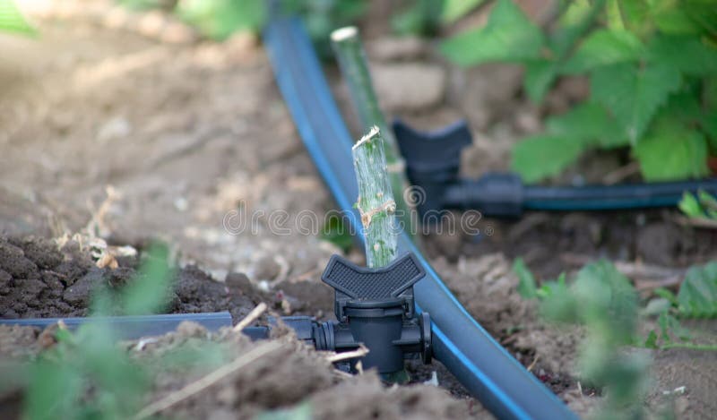 Faucet in the Pipe for Drip Irrigation. Watering Plants in the Garden ...