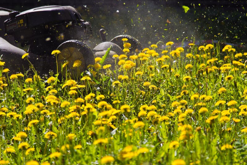 Fauchage de pelouse image stock. Image du jardinier, fauché - 31240851