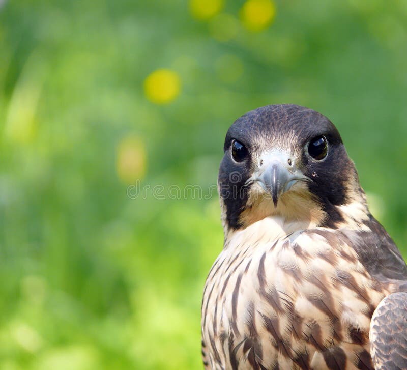 Faucon huppé image stock. Image du animaux, vertébré - 14500881