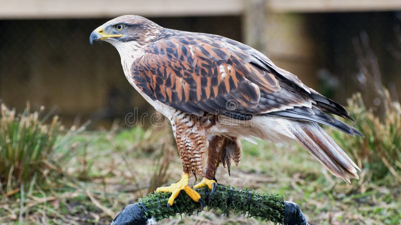 Faucon - oiseau majestueux image stock. Image du rester - 2714009