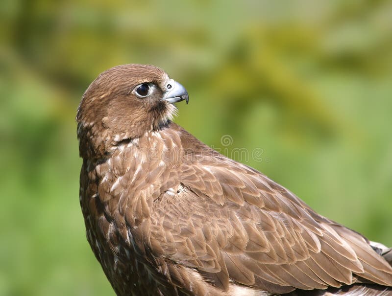 Le faucon dans le vol photo stock. Image du couleur, sauvage - 9731802