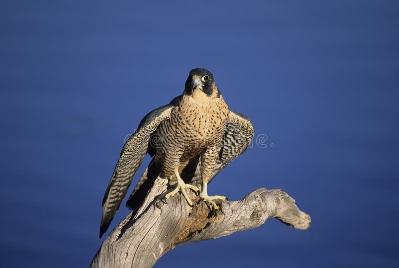 Faucon photo stock. Image du rapace, faune, serres, serre - 5992680