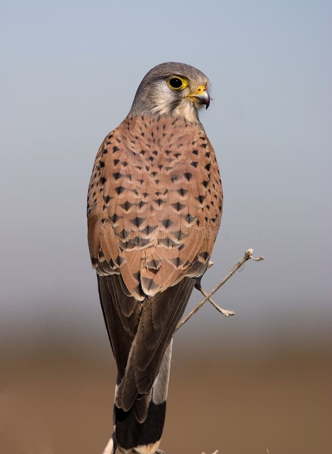 Faucon image stock. Image du aile, espèces, prédateur - 7502685