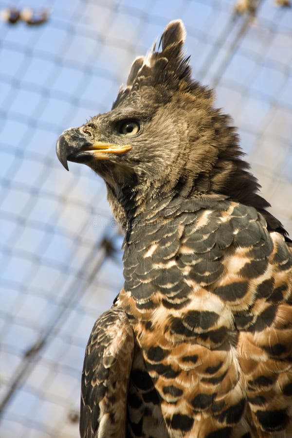 Faucon-aigle couronné image stock. Image du proie, couronné - 24578309