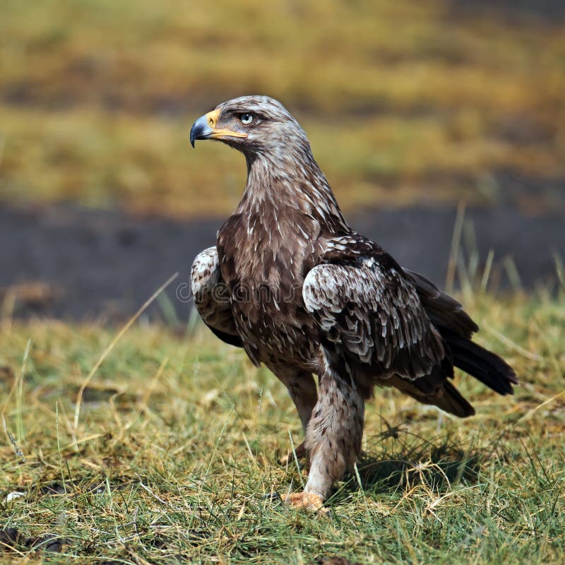 Faucon-aigle Se Reposant Sur Le Cordon Image stock - Image of tête ...