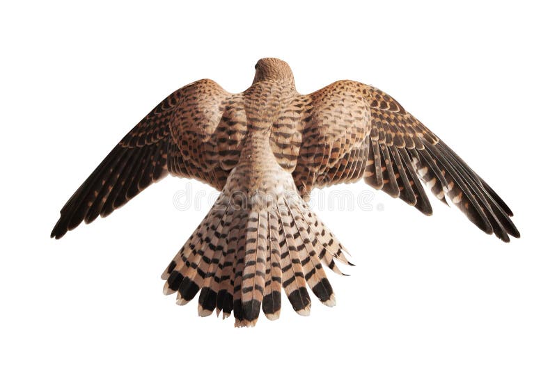 Faucon Brun Volant D'isolement Sur Le Blanc Image stock - Image du ...