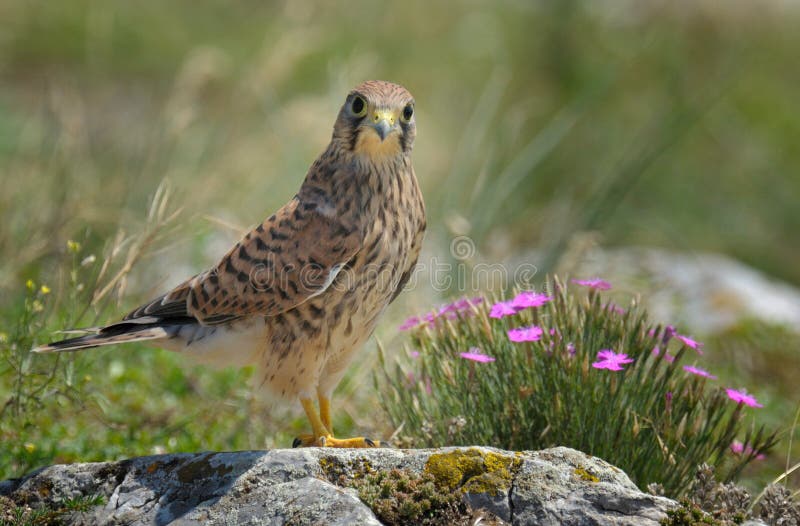 Faucon commun image stock. Image du rapace, brun, sauvage - 15353087