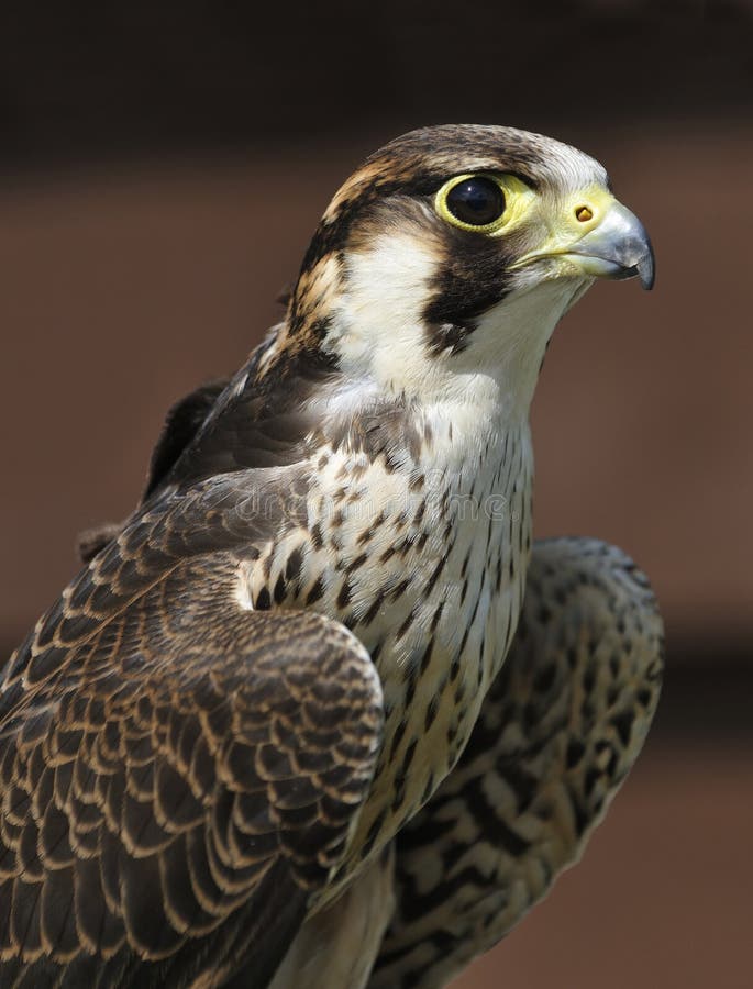 Faucon de Barbarie image stock. Image du faucon, prédateurs - 30338151