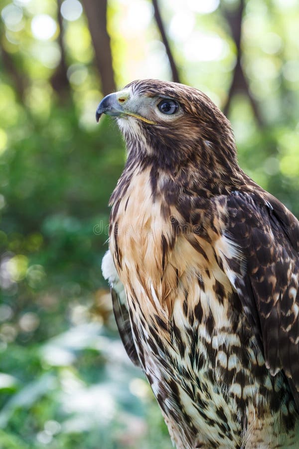 Faucon De Brown (berigora De Falco) Photo stock - Image du blanc, brun ...