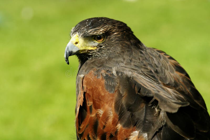 Faucon de Harris photo stock. Image du proie, brun, faucon - 217838