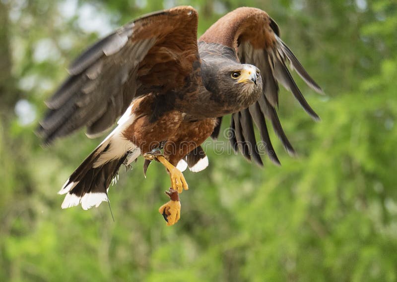 Faucon en vol photo stock. Image du serres, sauterelle - 16611190