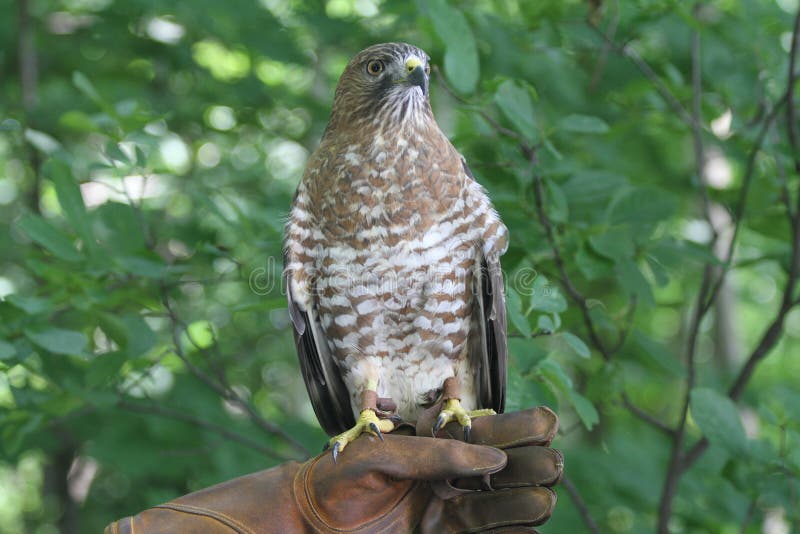 Faucon De Large-aile En Main Photo stock - Image du cuir, rapace: 58268382