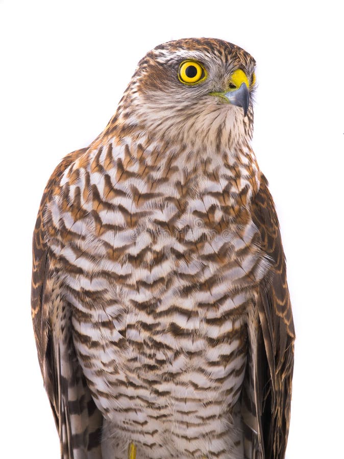 Faucon De Portrait D'isolement Sur Un Noir Image stock - Image du ...