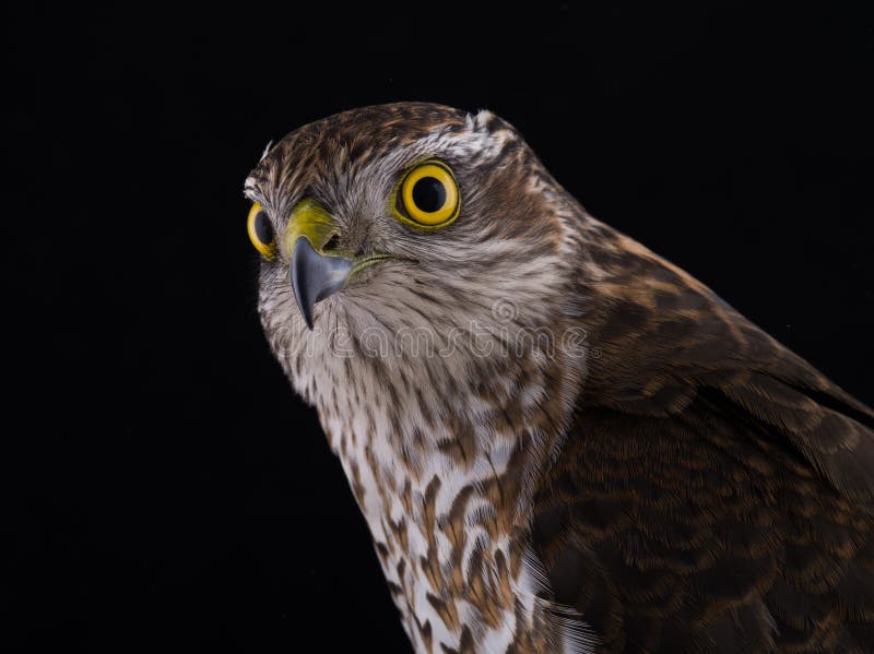 Faucon De Portrait D'isolement Sur Un Noir Image stock - Image du ...