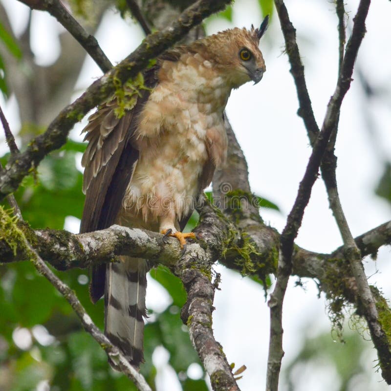Faucon-Eagle de Wallace photo stock. Image du aigle, clavette - 44295582