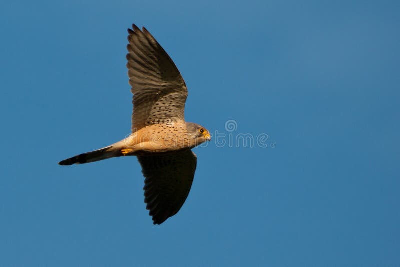 Faucon En Vol Photos Stock - Téléchargez 5,802 Photos libres de droits