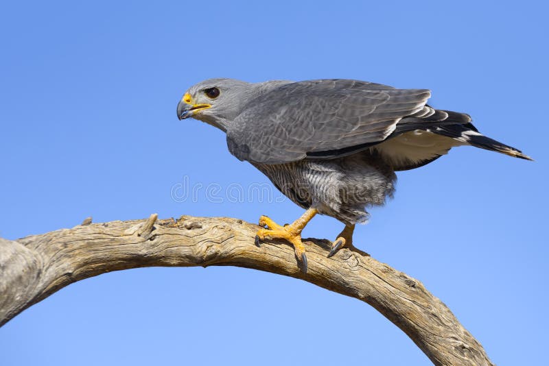 Faucon gris image stock. Image du nature, sérieux, faune - 42385787