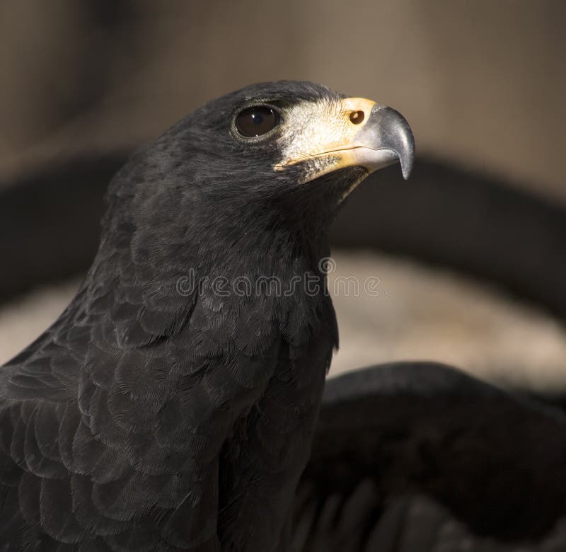 Faucon-Aigle noir photo stock. Image du oiseau, birdwatching - 787430