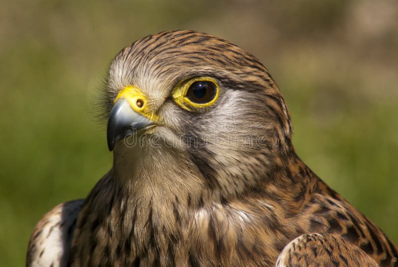 Faucon-oeil photo stock. Image du animaux, fauconx, yeux - 14528692
