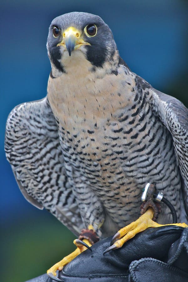 Faucon avec son capuchon photo stock. Image du verticale - 14490160