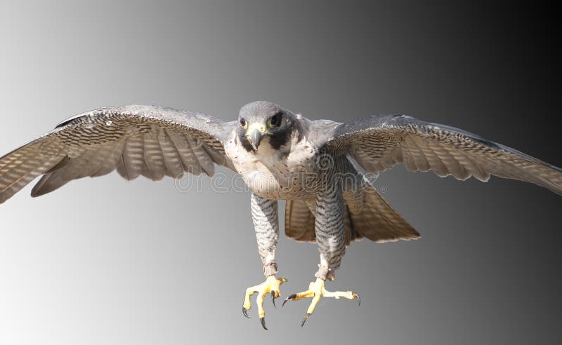 Aspiration De Main D'attaque Surprise D'atterrissage De Faucon Et ...