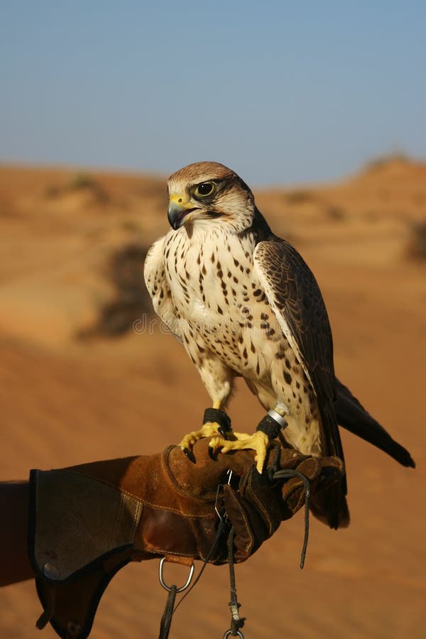 Oiseau Rapace De Faucon De Fauconnerie Dans La Main De Gant Image stock ...
