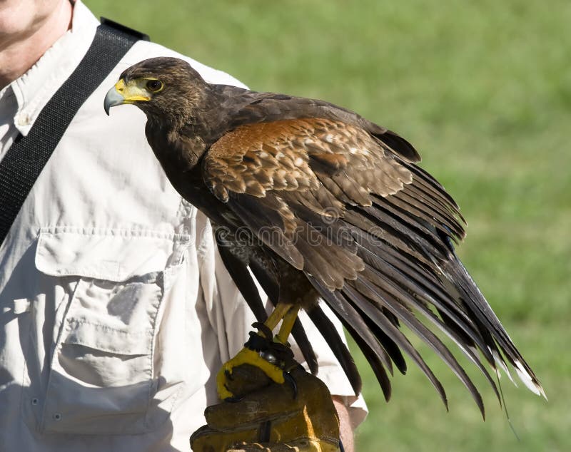 3,662 Fauconnier De Femme Photos libres de droits et gratuites de ...
