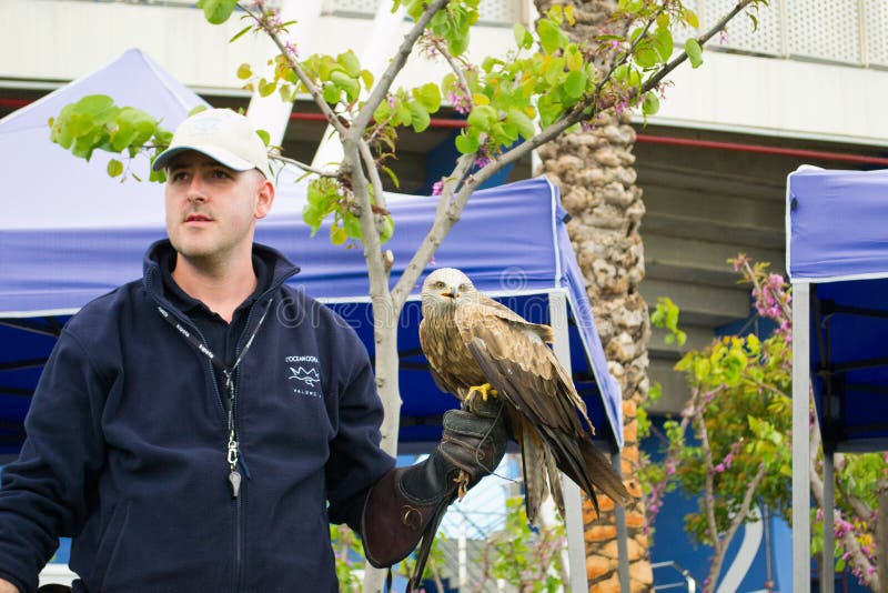 Fauconnier image stock éditorial. Image du faucon, fauconnerie - 26004564