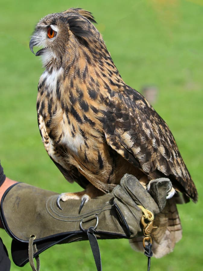Fauconnier Avec Le Gant De Formation De HIBOU Photo stock - Image du ...