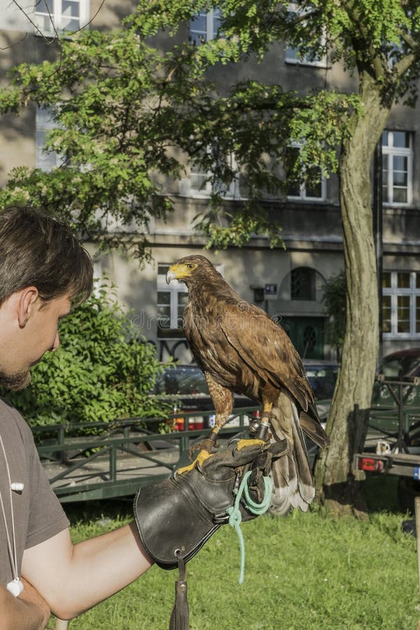 Fauconnier Avec Le Faucon, Cherrug De Falco. Image stock - Image du ...