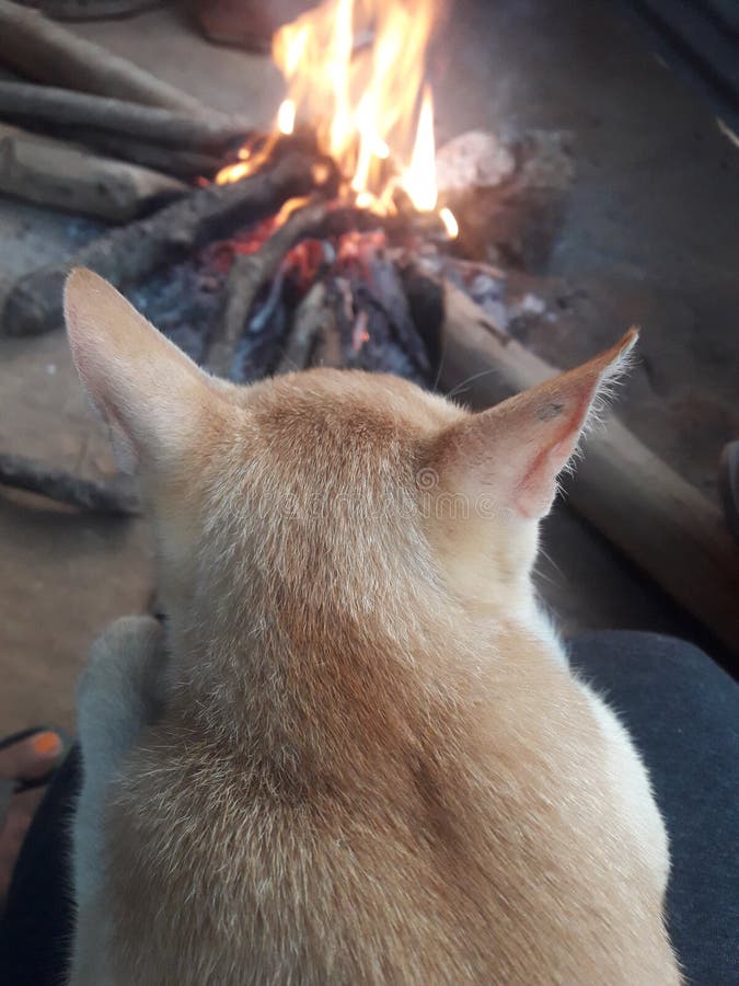 Faule Katze stockfoto. Bild von katzen, grund, liebe - 108855236