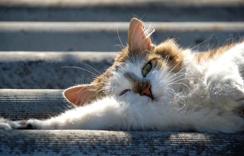 Faule Katze stockfoto. Bild von schlau, glied, auge, geschraubt - 14370134