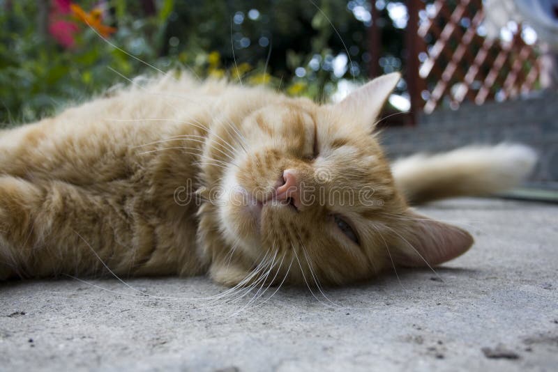 Faules Katzestillstehen stockbild. Bild von nahaufnahme - 48019611