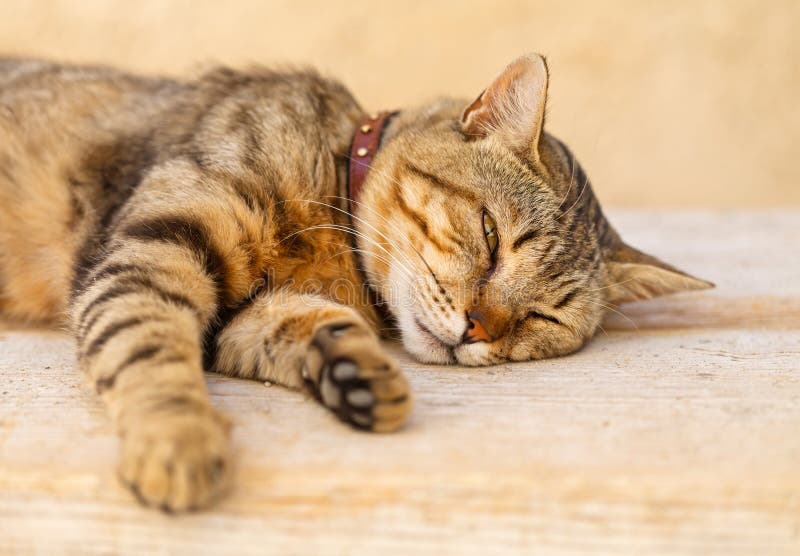 Faule Katze stockfoto. Bild von grund, katzen, liebe - 108855236