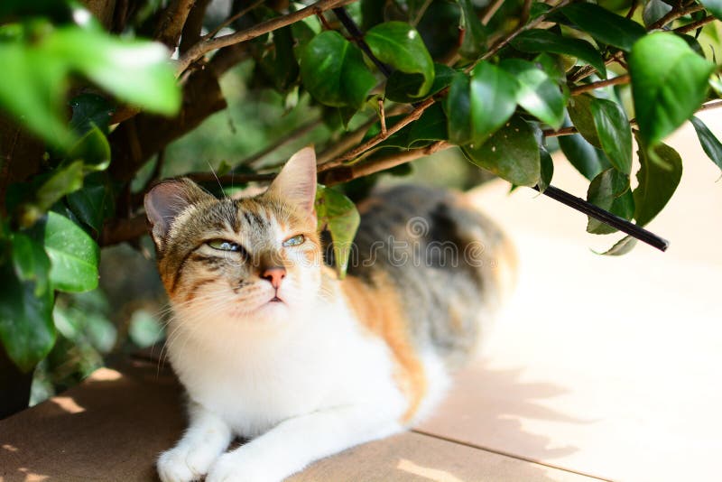 Faule Katze stockbild. Bild von tageslicht, nachmittag - 49057589