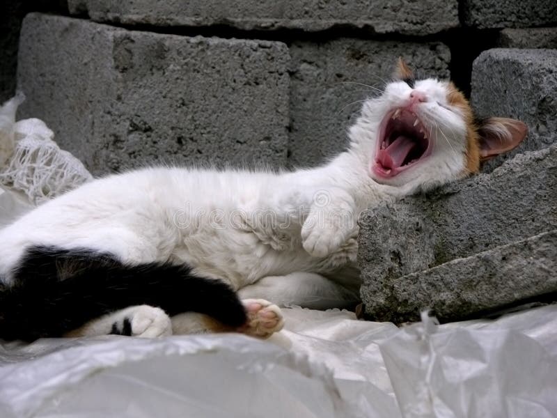 Faule Katze stockbild. Bild von ziegelsteine, kleber, heck - 821839