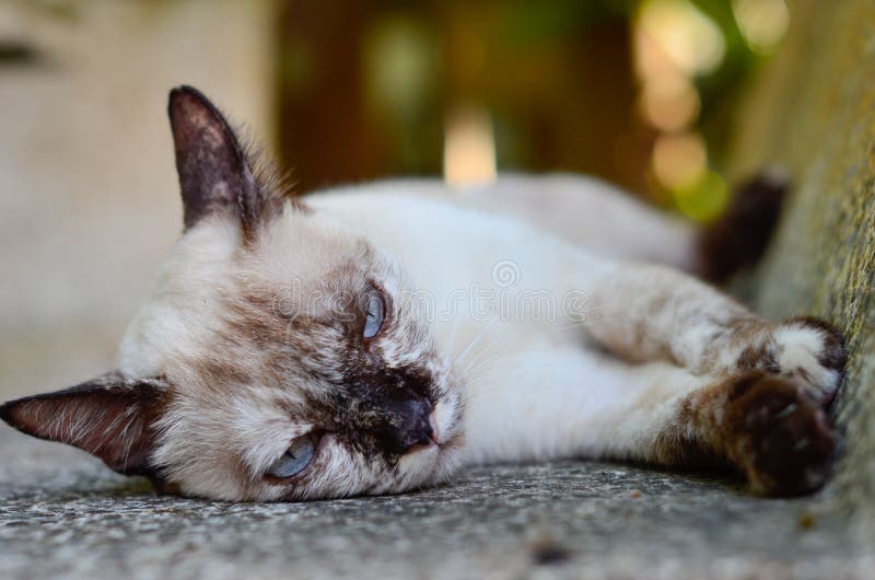 Faule Katze stockfoto. Bild von grund, katzen, liebe - 108855236