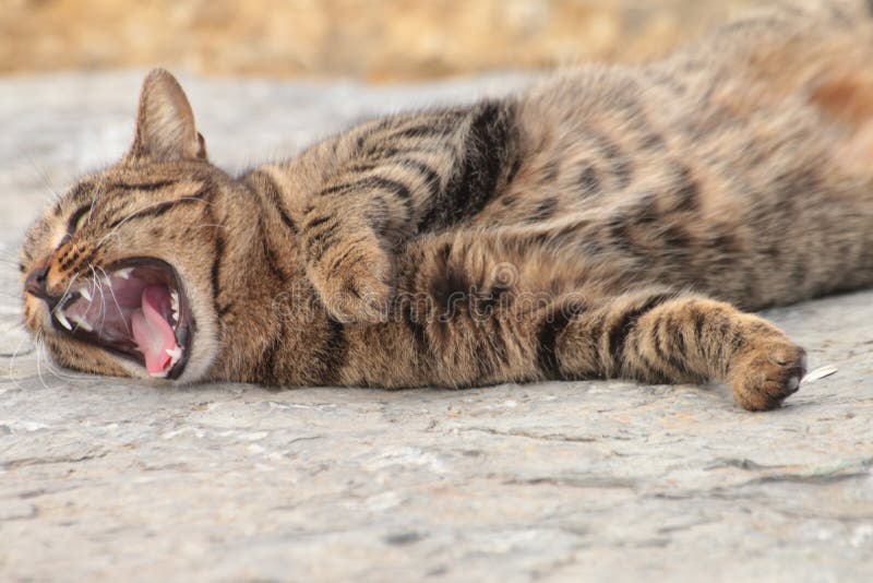 Faule Katze stockbild. Bild von grau, rückseite, truthahn - 86330295