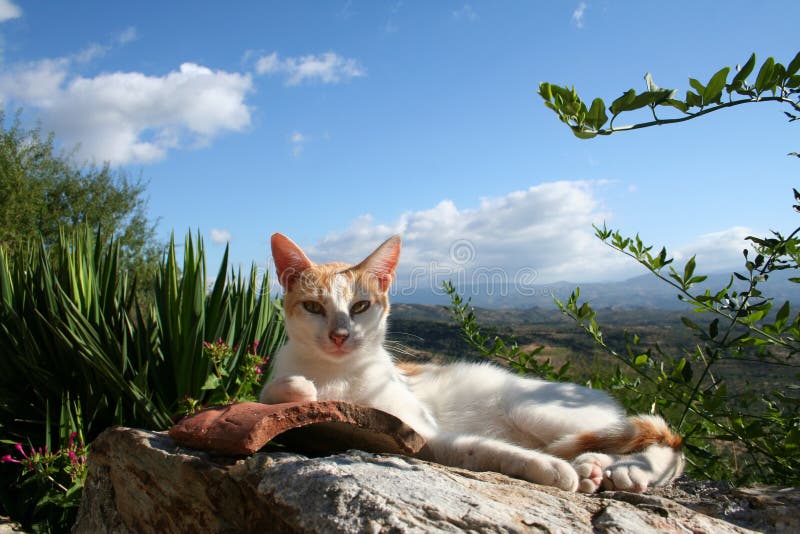 Faule Katze in den mystras stockbild. Bild von wolken - 1180257